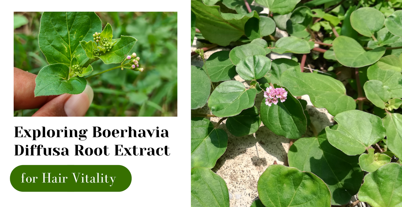 Exploring Boerhavia Diffusa Root Extract for Hair Vitality | Clinikally