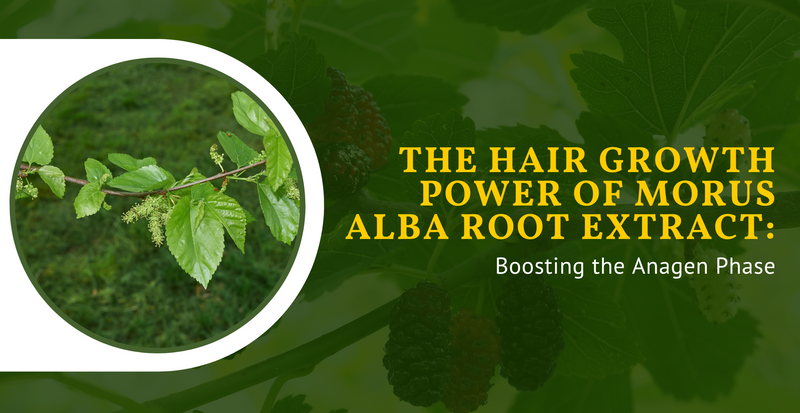 Hair Growth Power of Morus alba Root Extract: Anagen Phase | Clinikally