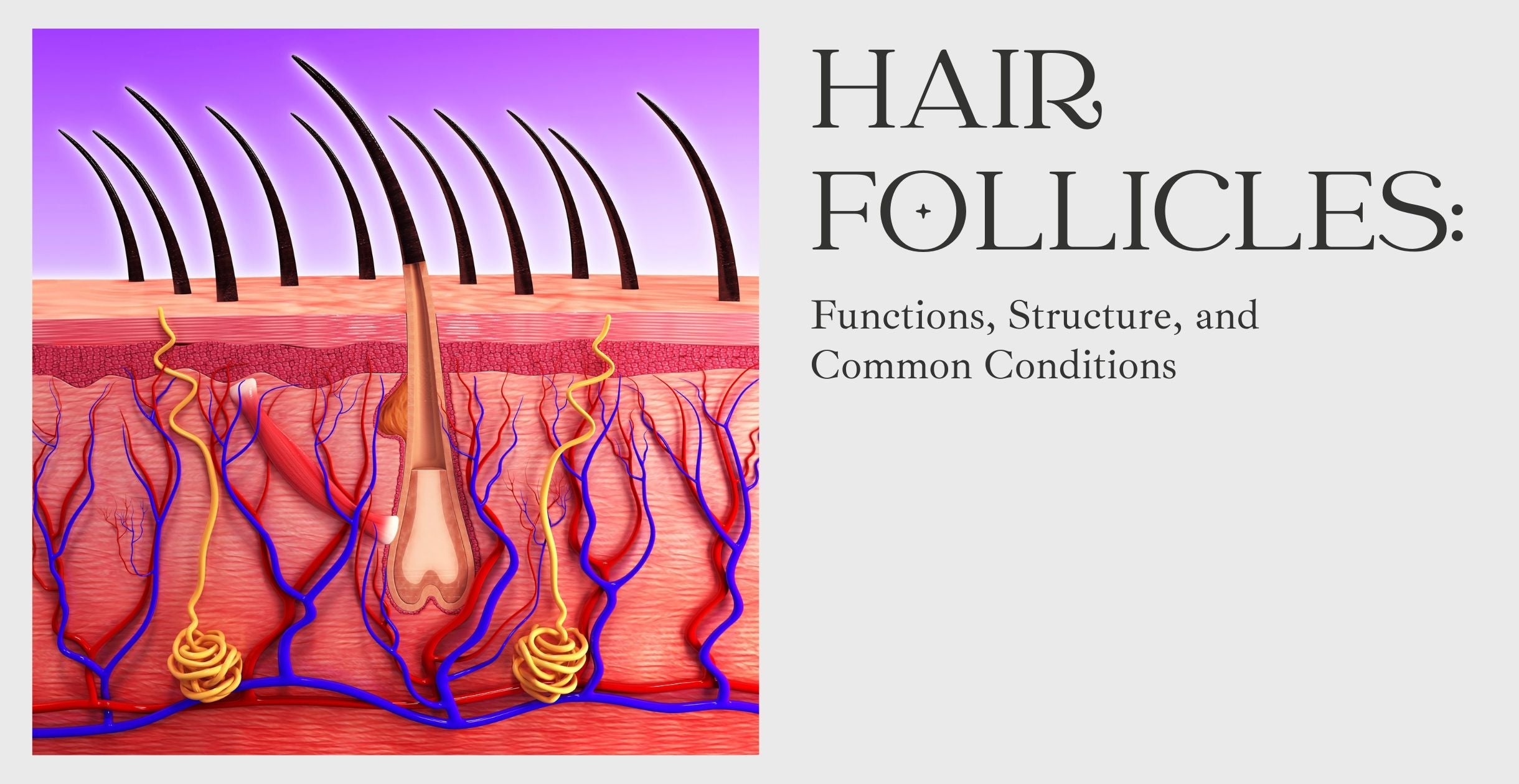 Hair Follicles: Functions, Structure, and Common Conditions | Clinikally