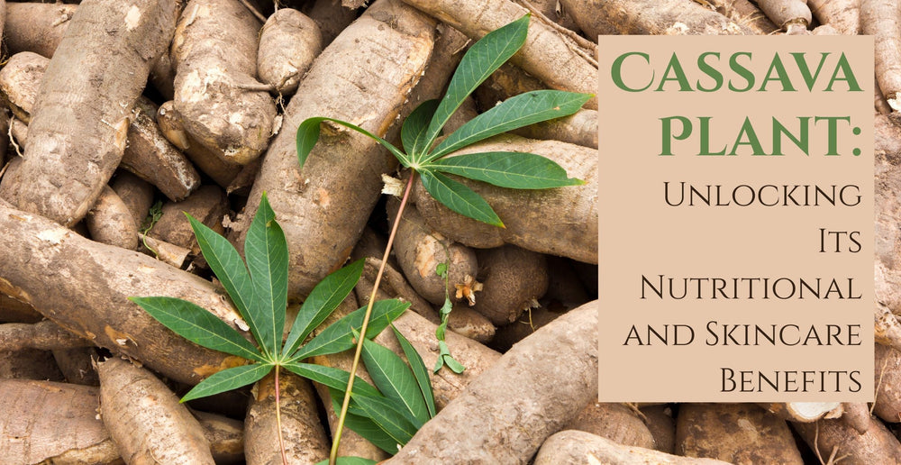 Cassava Plant: Unlocking Its Nutritional and Skincare Benefits | Clinikally