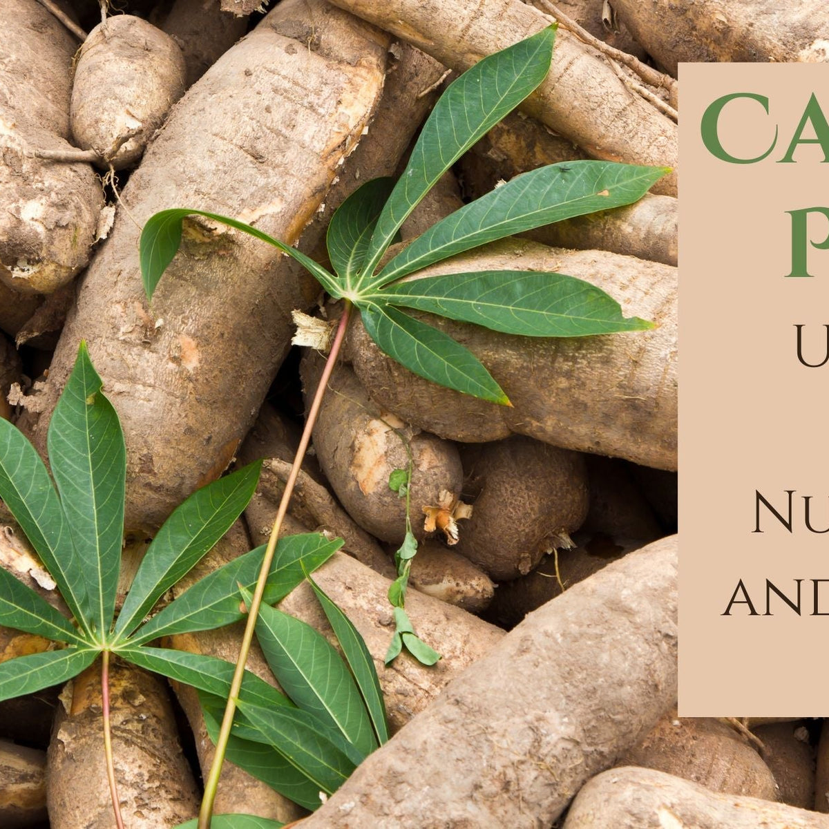 manioc root side effects