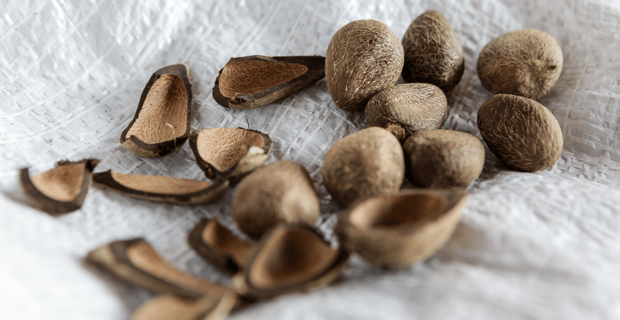 Exploring the Wonders of Murumuru Butter for Hair | Clinkally