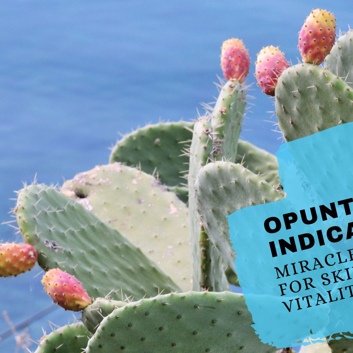 opuntia extract