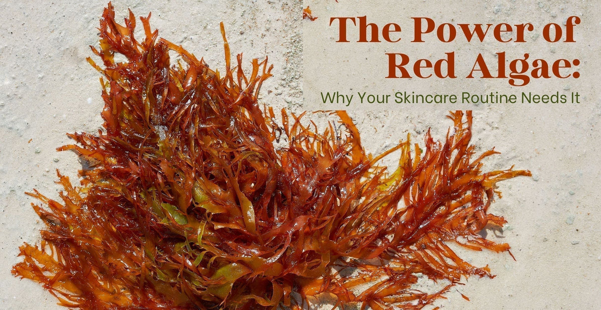 The Power of Red Algae: Why Your Skincare Routine Needs It | Clinikally