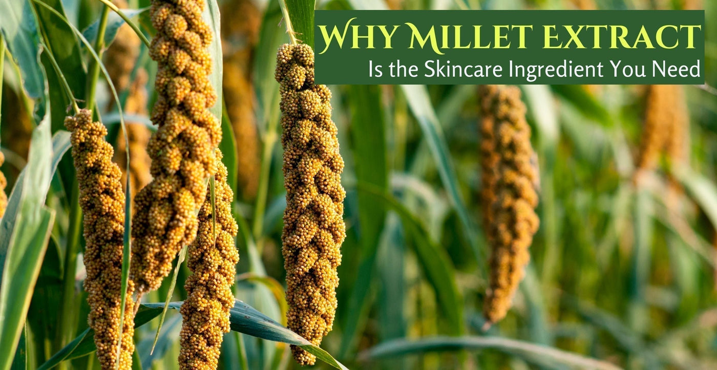 Why Millet Extract Is the Skincare Ingredient You Need | Clinikally